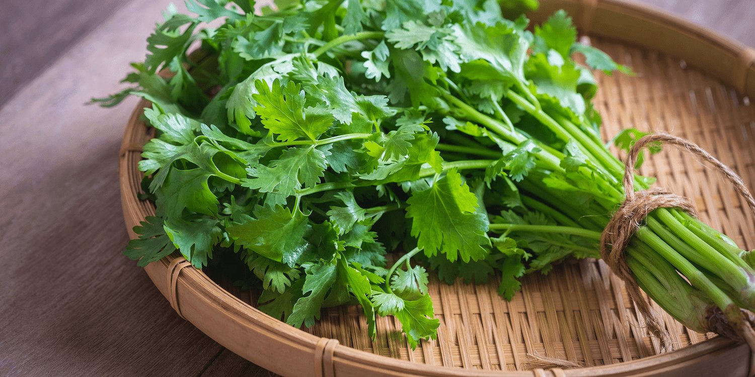 Cilantro Chelating Pesto Recipe - Myra Nissen, Certified Homeopath ...