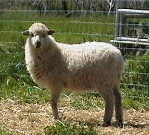 WAPF Chapter Farm Tour: Wind Dancer Ranch - Myra Nissen, Certified ...